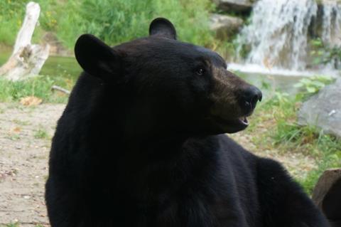 American Bear Center | Spirit of the Woods